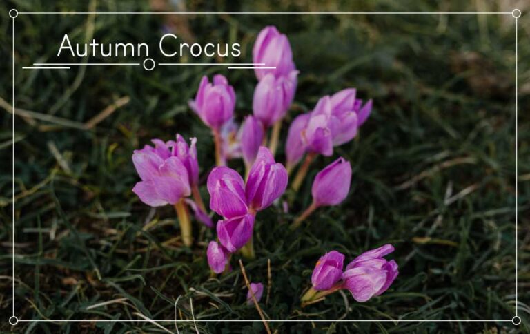 10 Beautiful But Deadly Flowers & Plants to Stay Away From - Apartment Buds