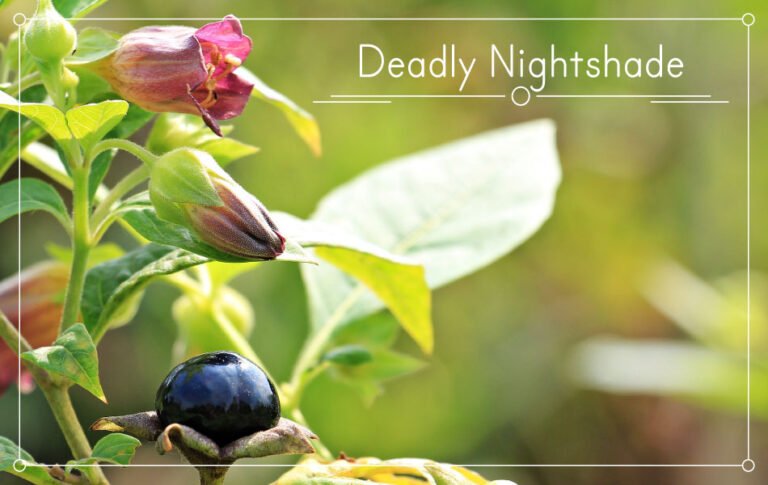 10 Beautiful But Deadly Flowers & Plants to Stay Away From - Apartment Buds