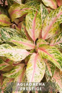 18 Aglaonema Varieties: Pink, Red, & Silver Options to Brighten Your ...