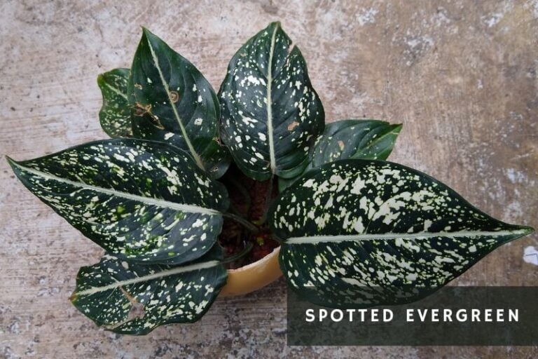Houseplants with Spotted Leaves: 15 Picks with Dotted Foliage ...