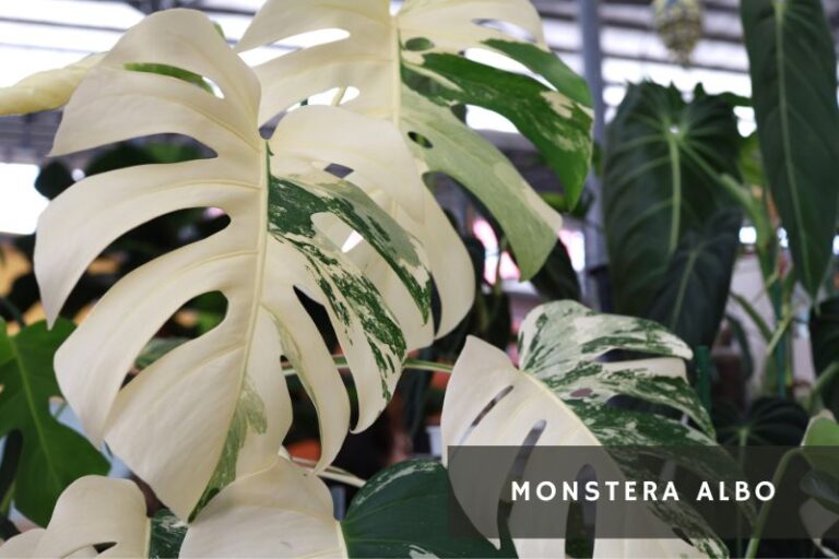 Monstera Varieties: 11 Types From Common to Rare - Apartment Buds