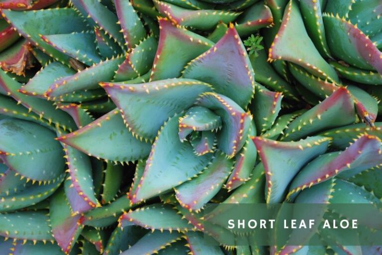 Plants with Blue Leaves: 22 Picks for Indoors and Outdoors - Apartment Buds