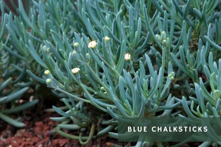 Plants with Blue Leaves: 22 Picks for Indoors and Outdoors - Apartment Buds
