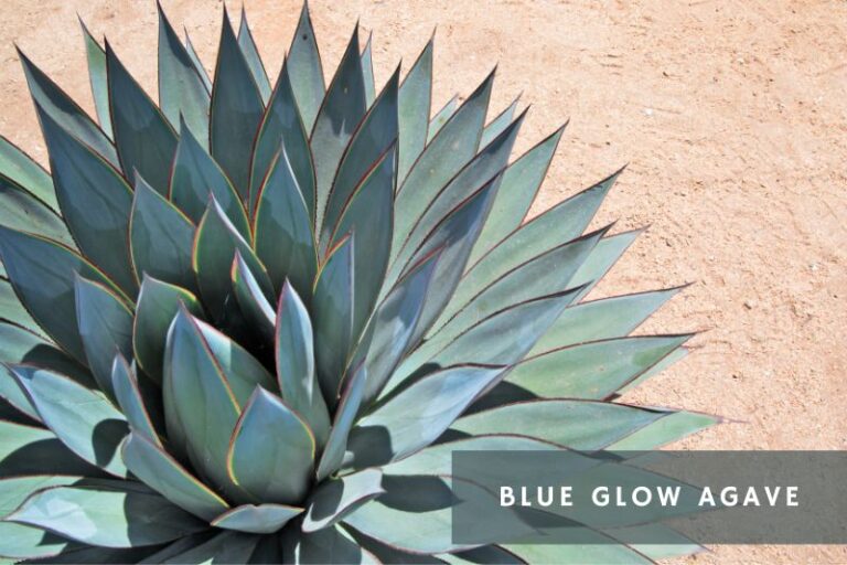 Plants with Blue Leaves: 22 Picks for Indoors and Outdoors - Apartment Buds