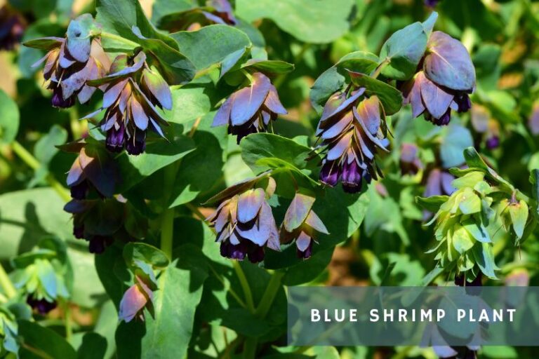 Plants with Blue Leaves: 22 Picks for Indoors and Outdoors - Apartment Buds