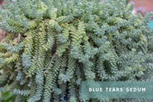 Plants with Blue Leaves: 22 Picks for Indoors and Outdoors - Apartment Buds