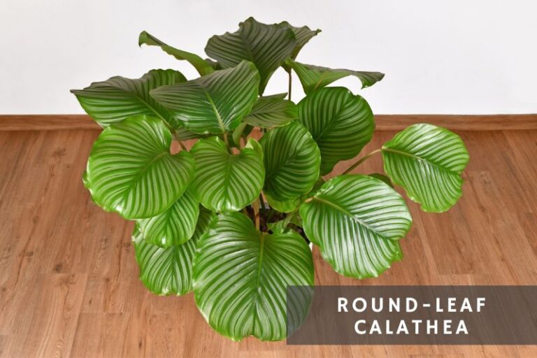 Calathea Varieties: 16 Vibrant Types of Calathea Plants - Apartment Buds