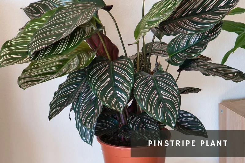 21 Houseplants with Striped Leaves to Elevate Your Indoor Garden ...