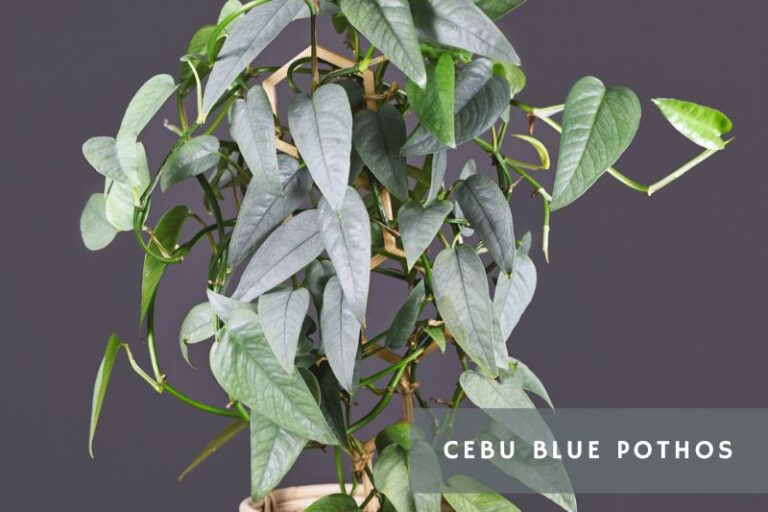 Plants with Blue Leaves: 22 Picks for Indoors and Outdoors - Apartment Buds