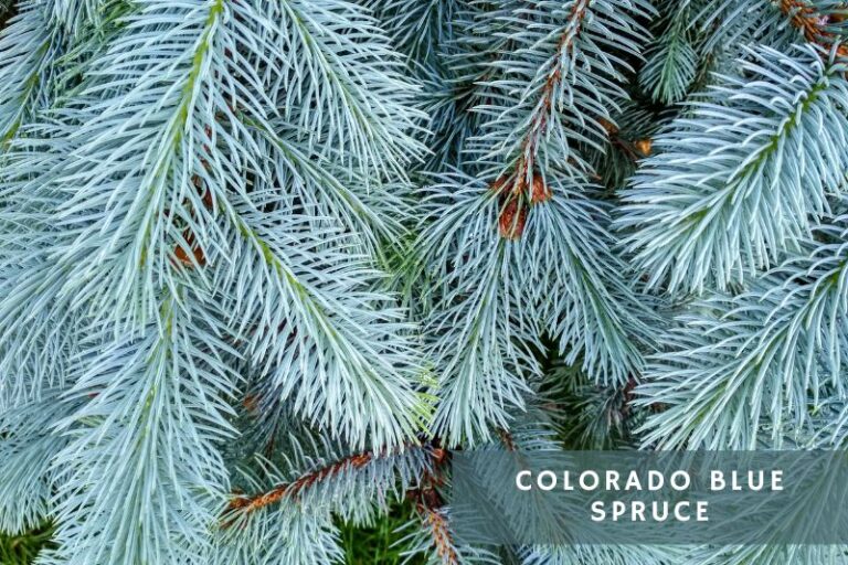 Plants with Blue Leaves: 22 Picks for Indoors and Outdoors - Apartment Buds