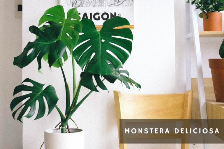 Monstera Varieties: 11 Types From Common to Rare - Apartment Buds