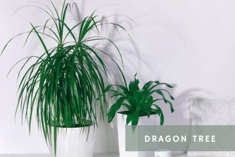 Tall Indoor Plants: 15 Lush Tree-Like Options - Apartment Buds