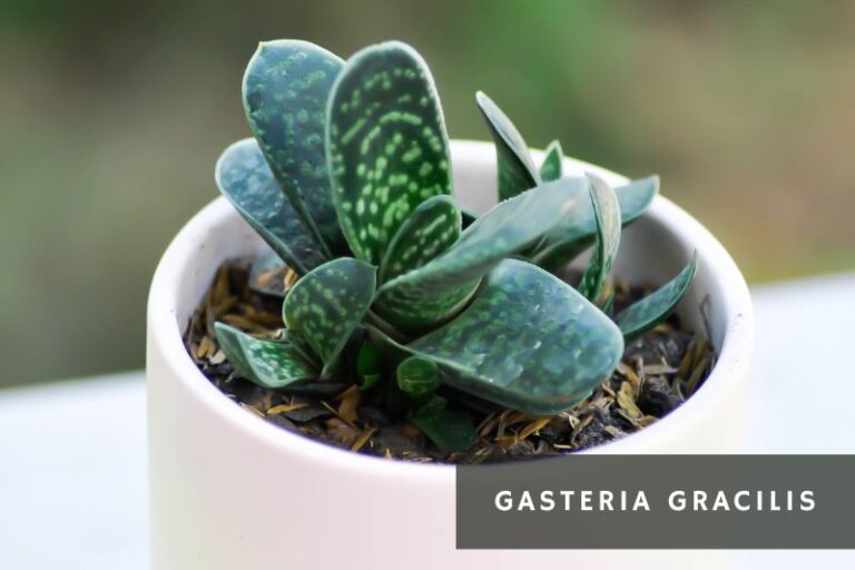 Houseplants with Spotted Leaves: 15 Picks with Dotted Foliage ...