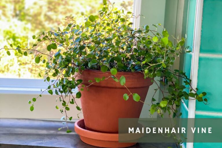 16 Indoor Plants That Look Like Hair (for Head Planters) - Apartment Buds