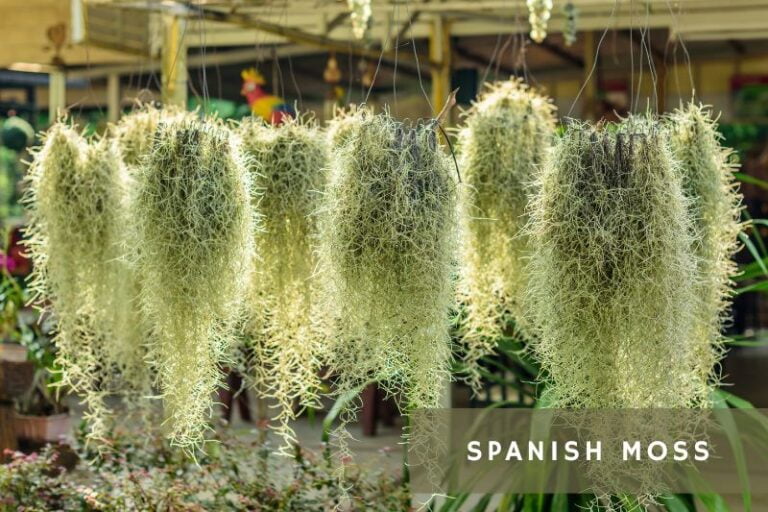 16 Indoor Plants That Look Like Hair (for Head Planters) - Apartment Buds