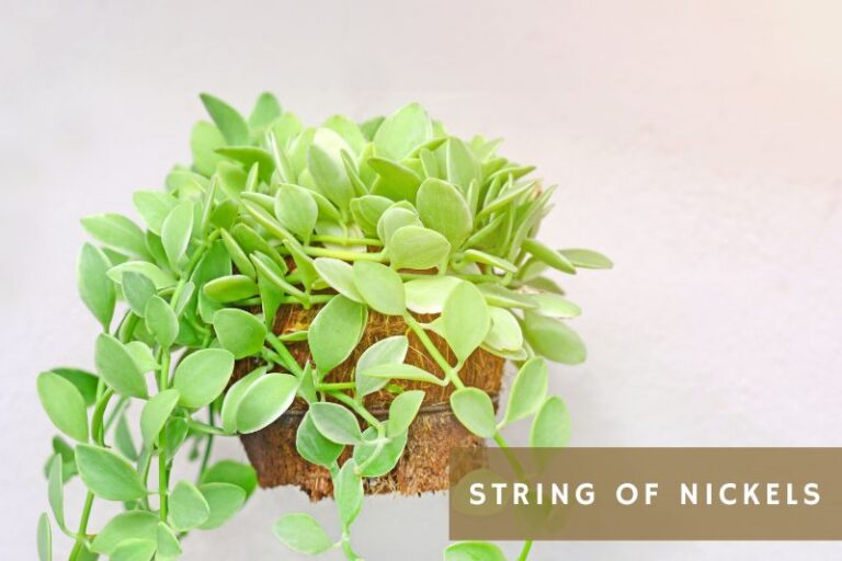 16 Indoor Plants That Look Like Hair (for Head Planters) - Apartment Buds