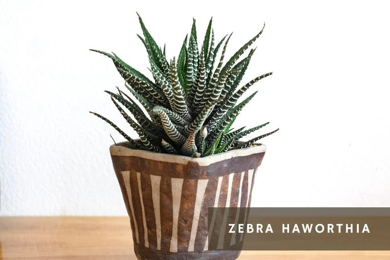 21 Houseplants with Striped Leaves to Elevate Your Indoor Garden ...