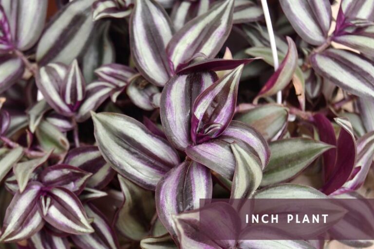 21 Houseplants with Striped Leaves to Elevate Your Indoor Garden ...