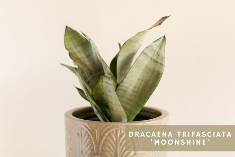 11 Snake Plant Varieties to Choose From - Apartment Buds