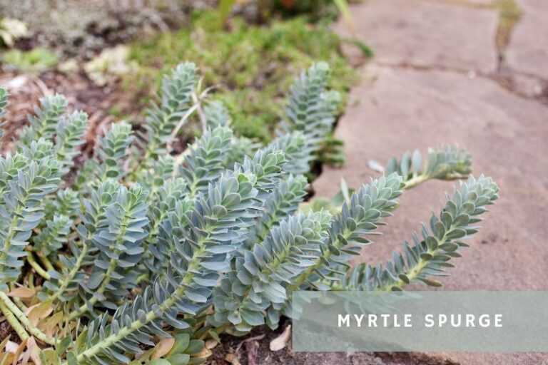 Plants with Blue Leaves: 22 Picks for Indoors and Outdoors - Apartment Buds