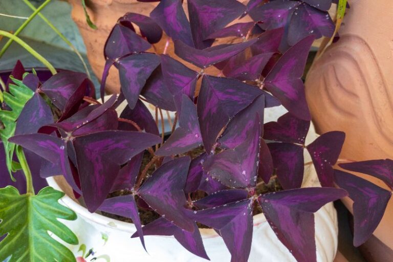 Oxalis Triangularis (Purple Shamrock): Care, Maintenance & Propagation ...