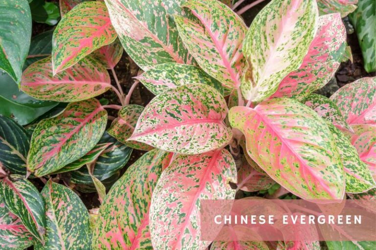 Pink Plants: 22 Houseplants With Pink and Green Leaves - Apartment Buds