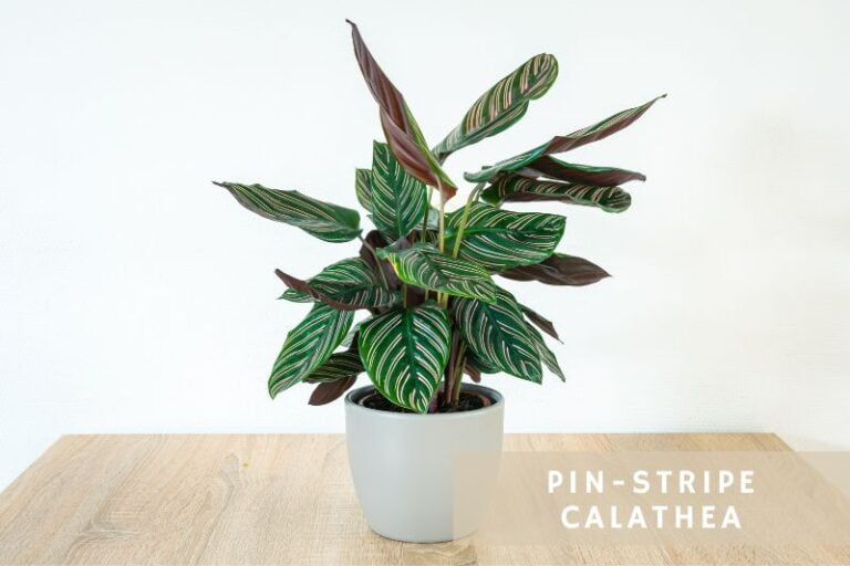 Calathea Varieties: 16 Vibrant Types of Calathea Plants - Apartment Buds