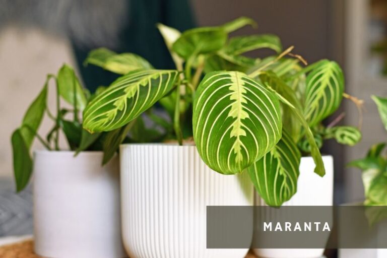 Plants for Shallow Pots: 18 Picks for Compact Planters - Apartment Buds