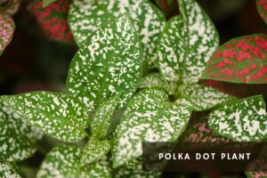 Houseplants with Spotted Leaves: 15 Picks with Dotted Foliage ...