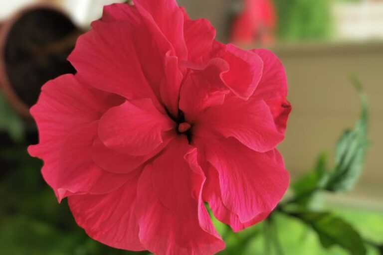 Chinese Hibiscus (Hibiscus rosa-sinensis): Care, Maintenance ...
