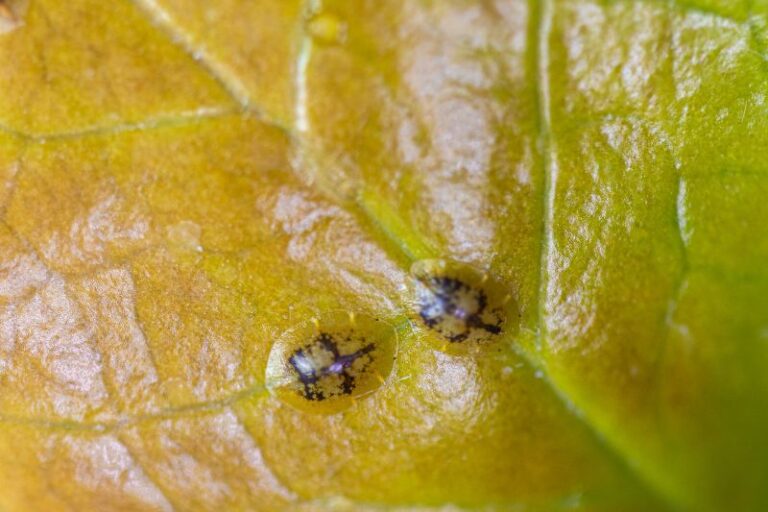 Common Houseplant Pests: Identification, Prevention, and Control ...