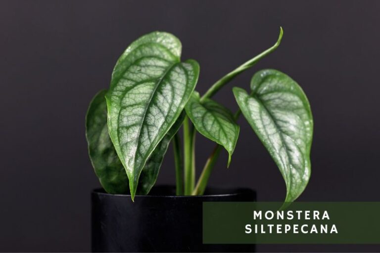 Monstera Varieties: 11 Types From Common to Rare - Apartment Buds