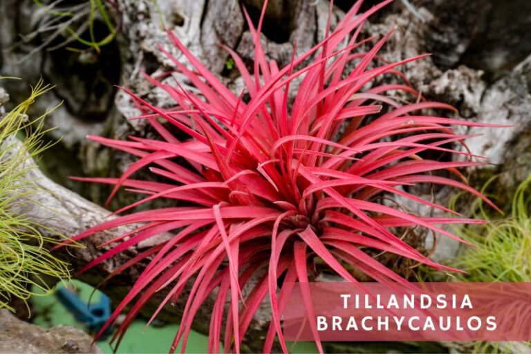 Understanding Xeric and Mesic Air Plants: A Complete Guide - Apartment Buds