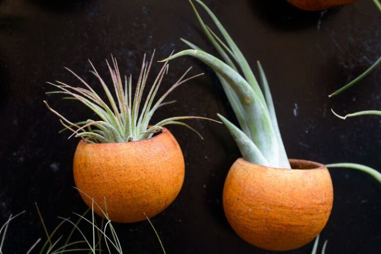 What Are Air Plants (Tillandsia)? An In-Depth Guide to Their ...