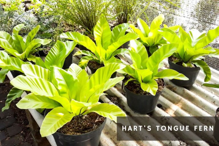 Types of Ferns: 17 Varieties for Your Indoor Garden - Apartment Buds