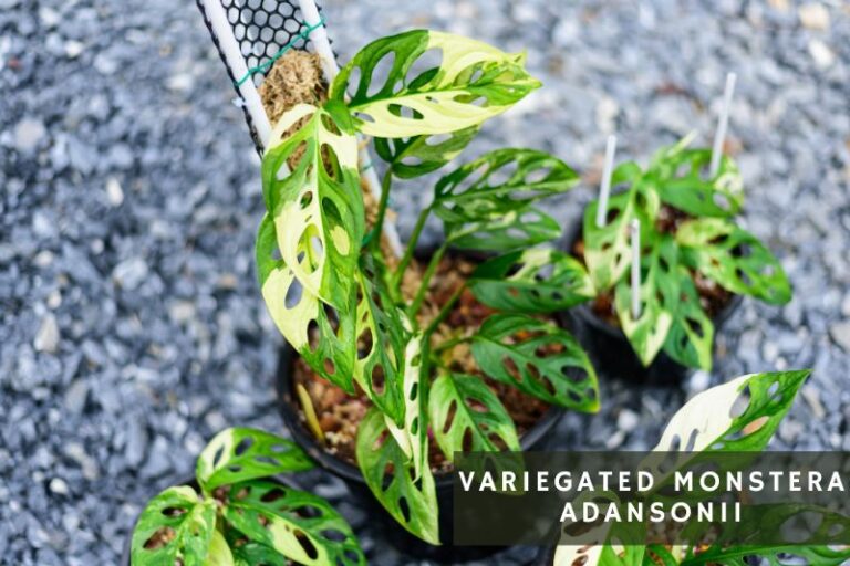 Monstera Varieties: 11 Types From Common to Rare - Apartment Buds