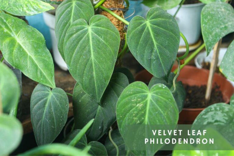 Philodendron Varieties: 27 Distinct Types to Enhance Your Living Space ...