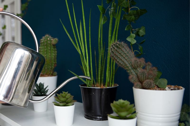 When Is The Best Time To Water Your Plants Apartment Buds