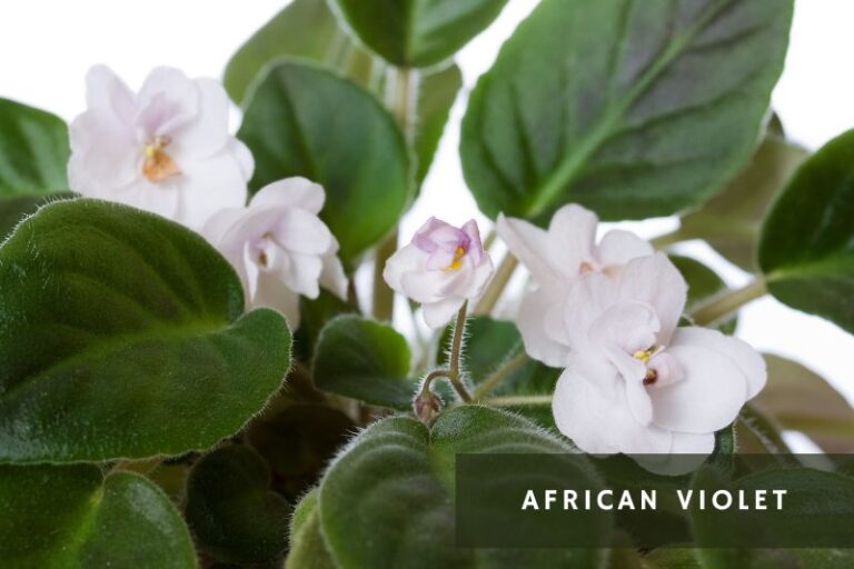 22 Indoor Plants with White Flowers: A Visual Guide - Apartment Buds