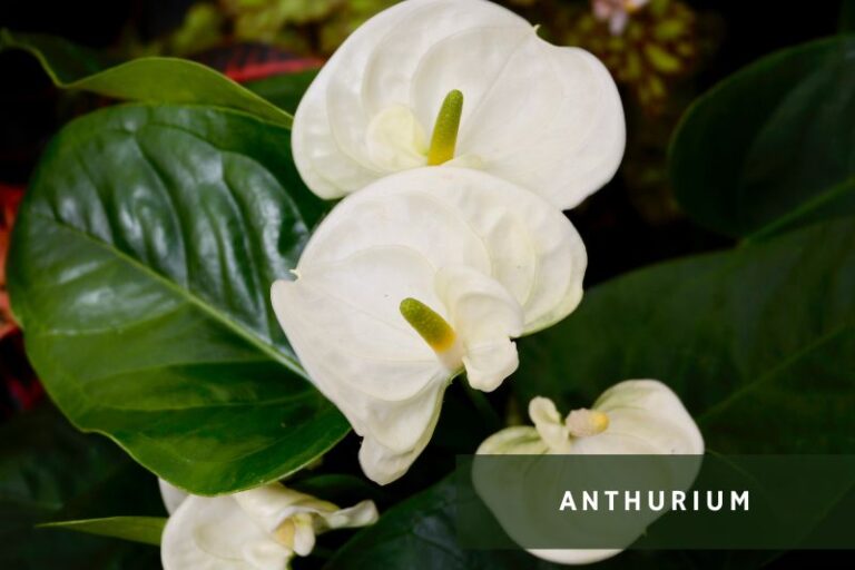 22 Indoor Plants with White Flowers: A Visual Guide - Apartment Buds