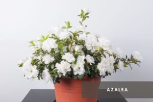 22 Indoor Plants with White Flowers: A Visual Guide - Apartment Buds