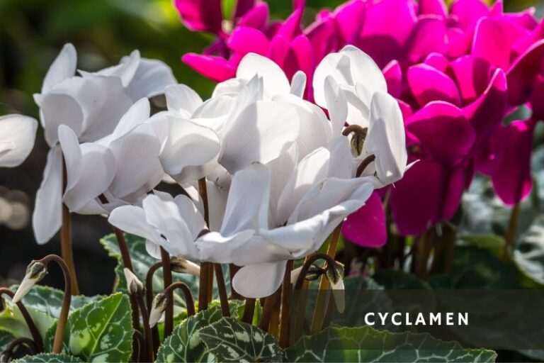 22 Indoor Plants with White Flowers: A Visual Guide - Apartment Buds