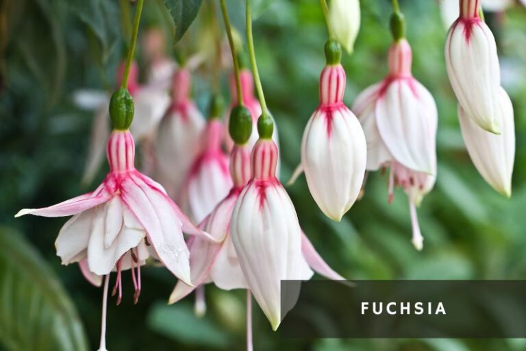 22 Indoor Plants with White Flowers: A Visual Guide - Apartment Buds