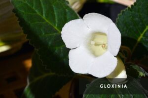 22 Indoor Plants with White Flowers: A Visual Guide - Apartment Buds