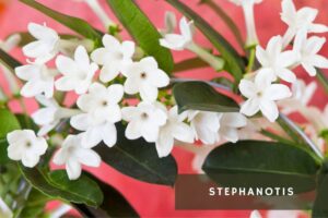 22 Indoor Plants with White Flowers: A Visual Guide - Apartment Buds